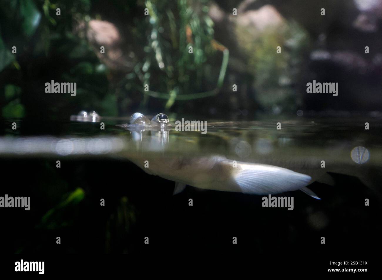 Largescale foureyes anableps anablepsfish portrait close up Stock Photo ...