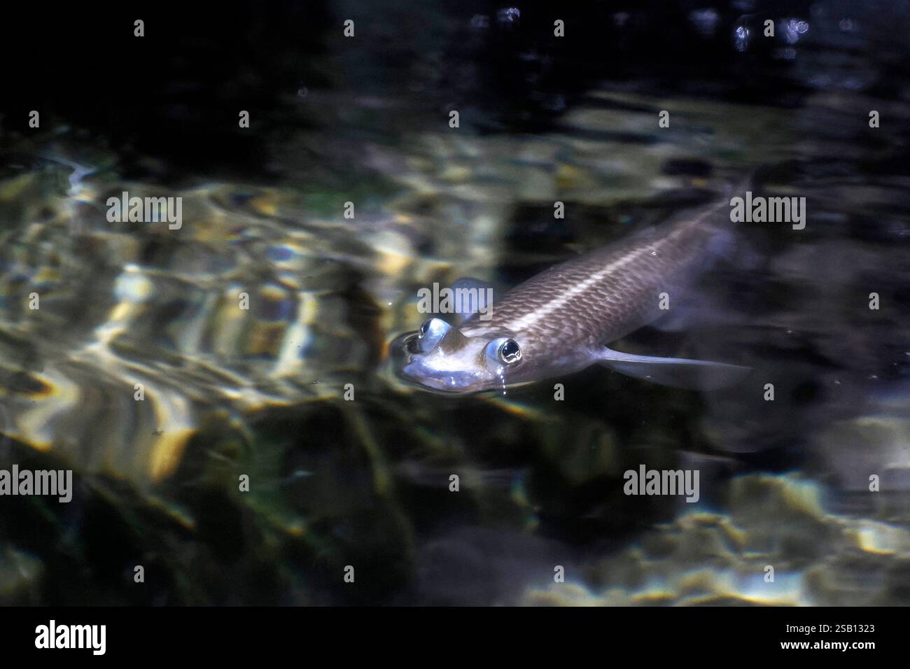 Largescale foureyes anableps anablepsfish portrait close up Stock Photo ...