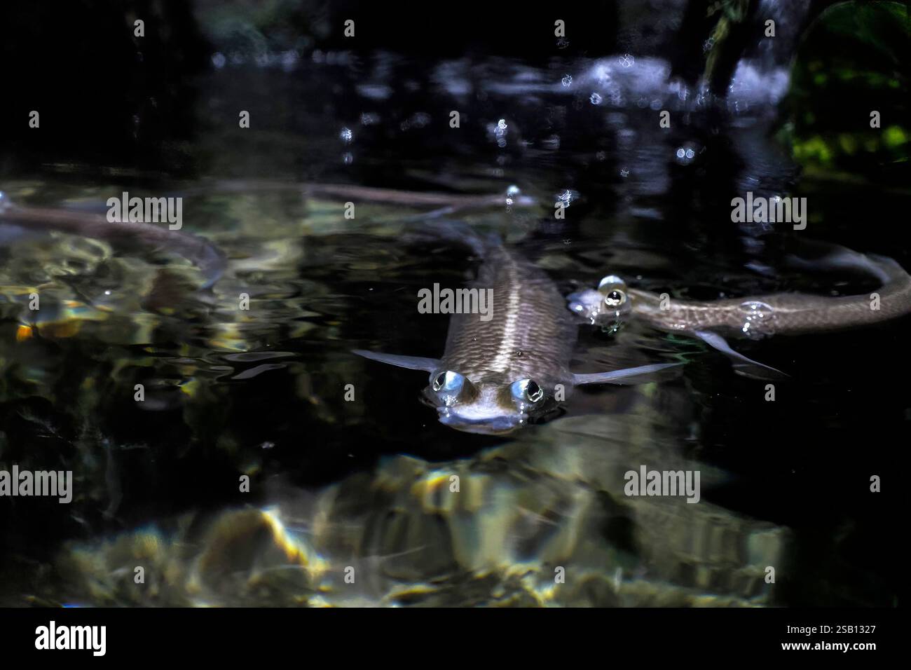 Largescale foureyes anableps anablepsfish portrait close up Stock Photo ...