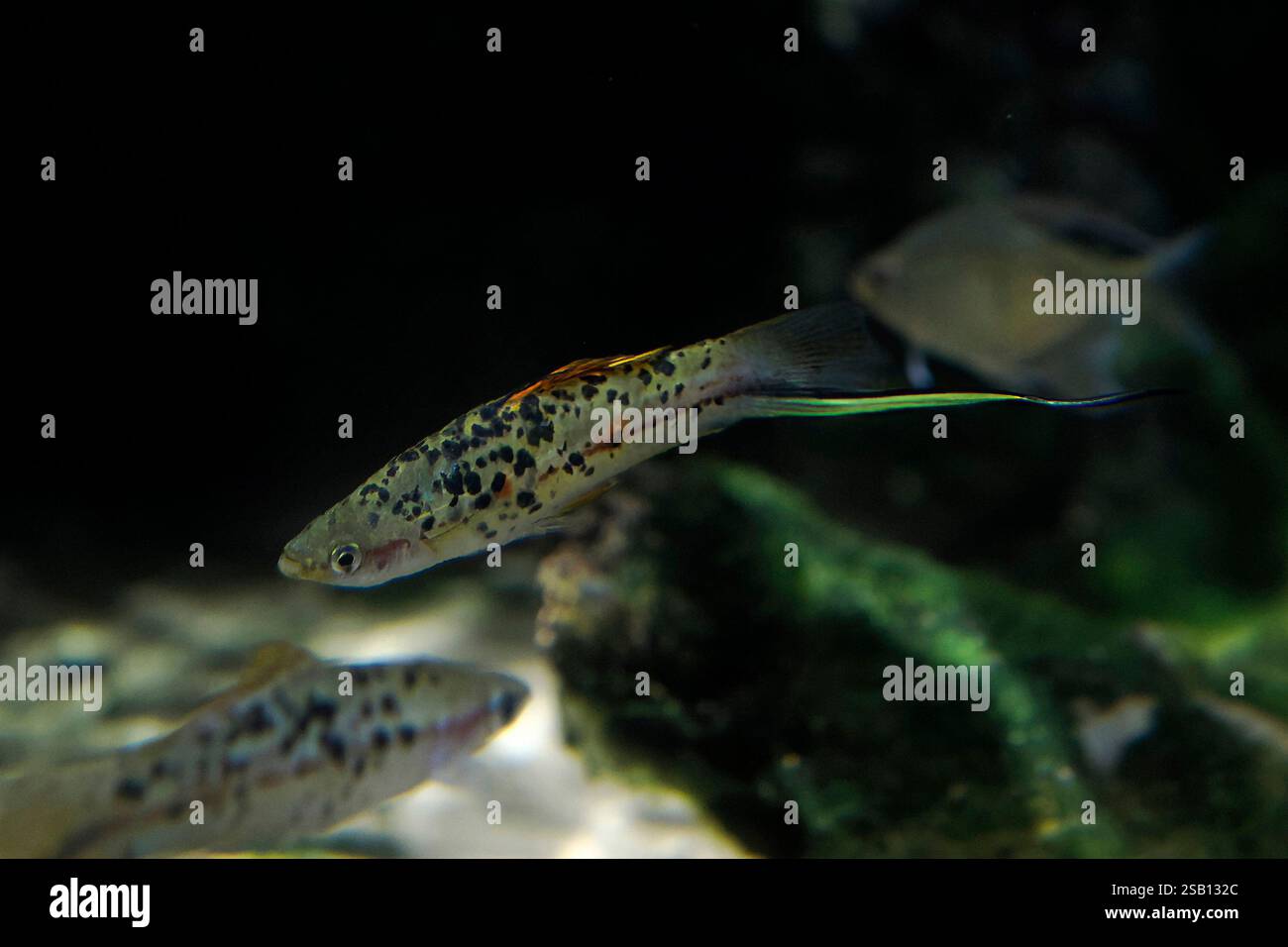 A Mexican Swordtail fish Xiphophorus montezumae Stock Photo - Alamy