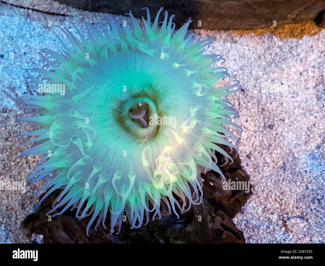 An Anthopleura elegantissima anemone underwater life Stock Photo - Alamy