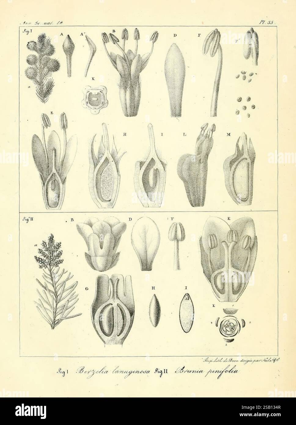Root system alongside additional hi-res stock photography and images - Alamy