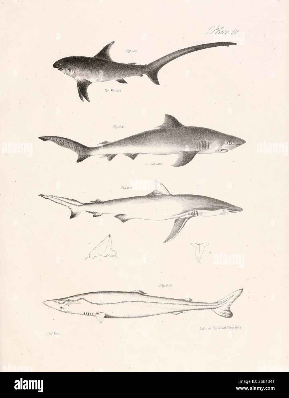 Zoology New York Albany W. & A. White J. Visscher 1842-44 natural ...