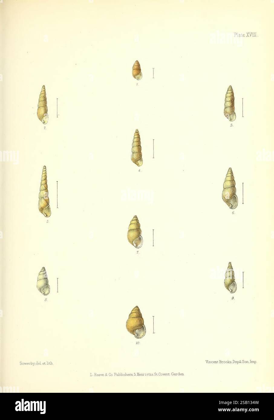 Conchologia Indica, London, L. Reeve & Co, 1876, India, mollusks ...