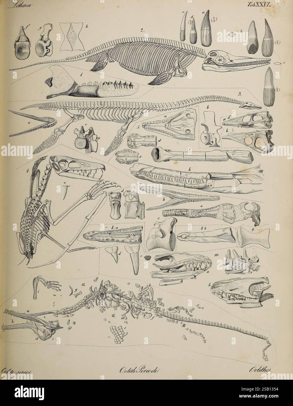 Lethaea geognostica oder Abbildungen und Beschreibungen der für die ...
