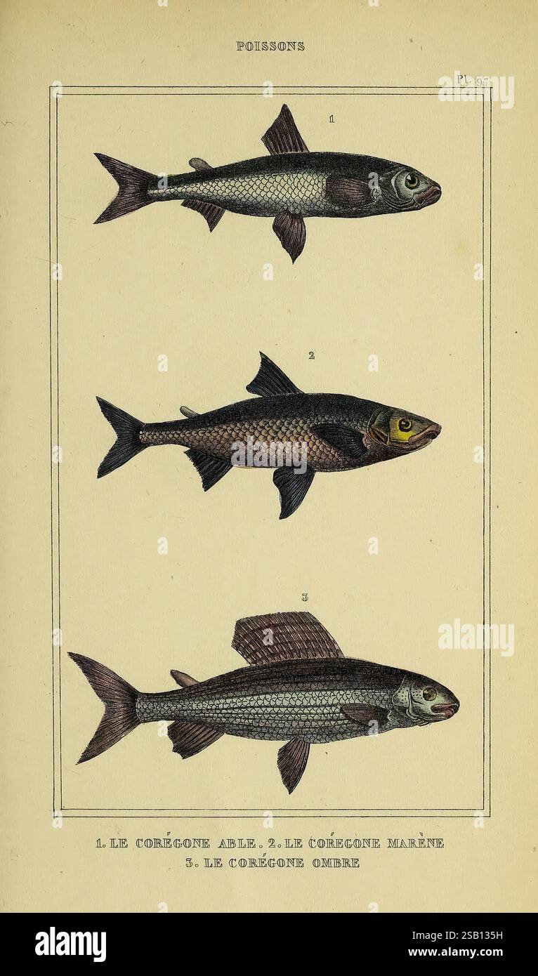 Oeuvres du comte de Lacépède, Paris, P. Duménil, 1836, natural history ...