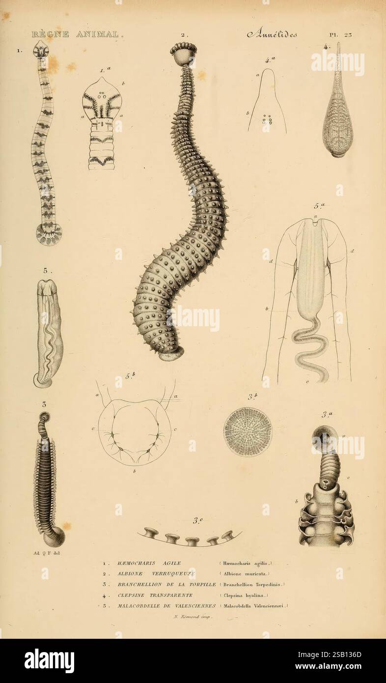 1836 1849 anatomy comparative animals classification identificat hi-res ...