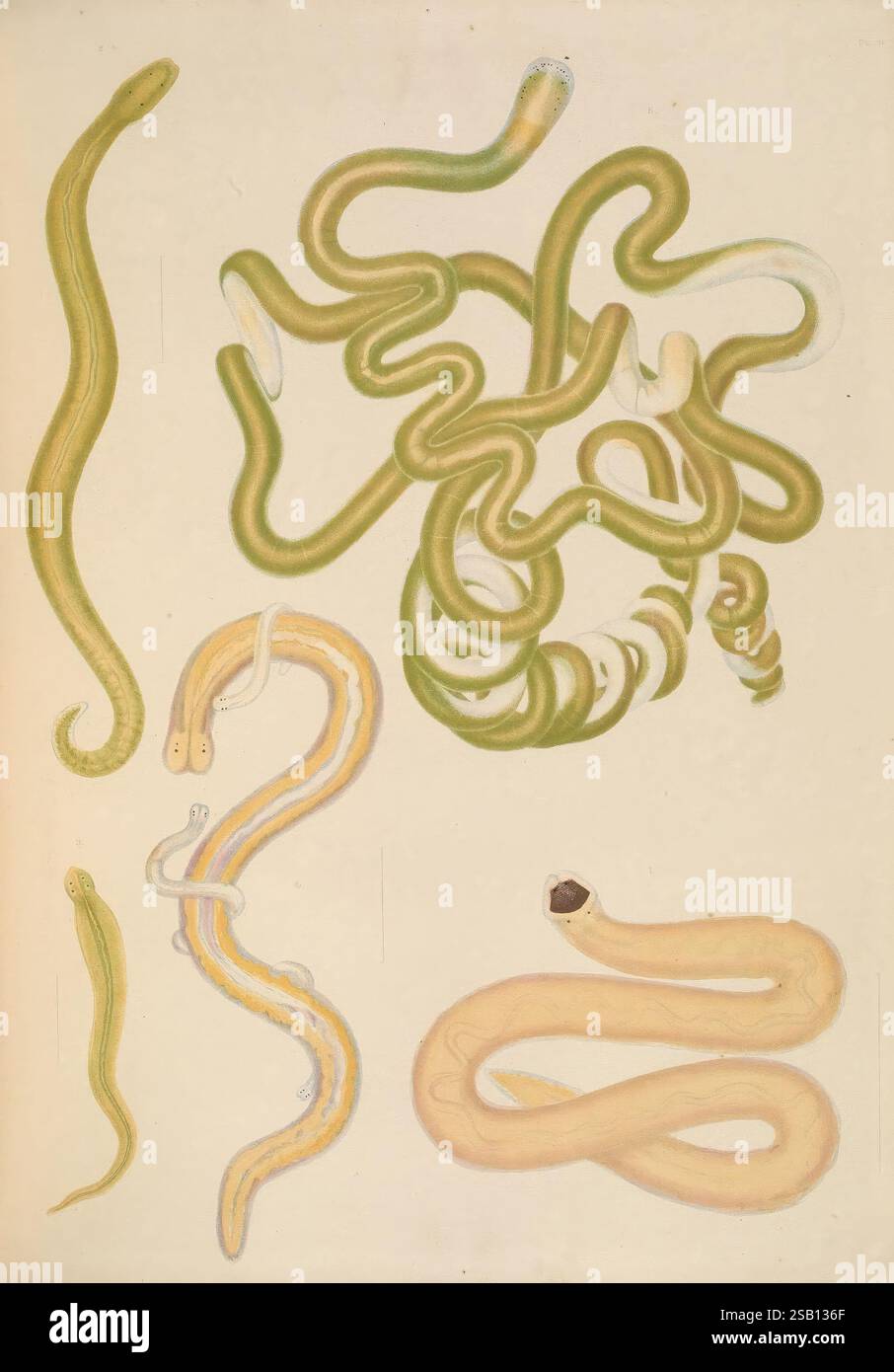 A monograph of the British marine annelids London, The Ray Society ...