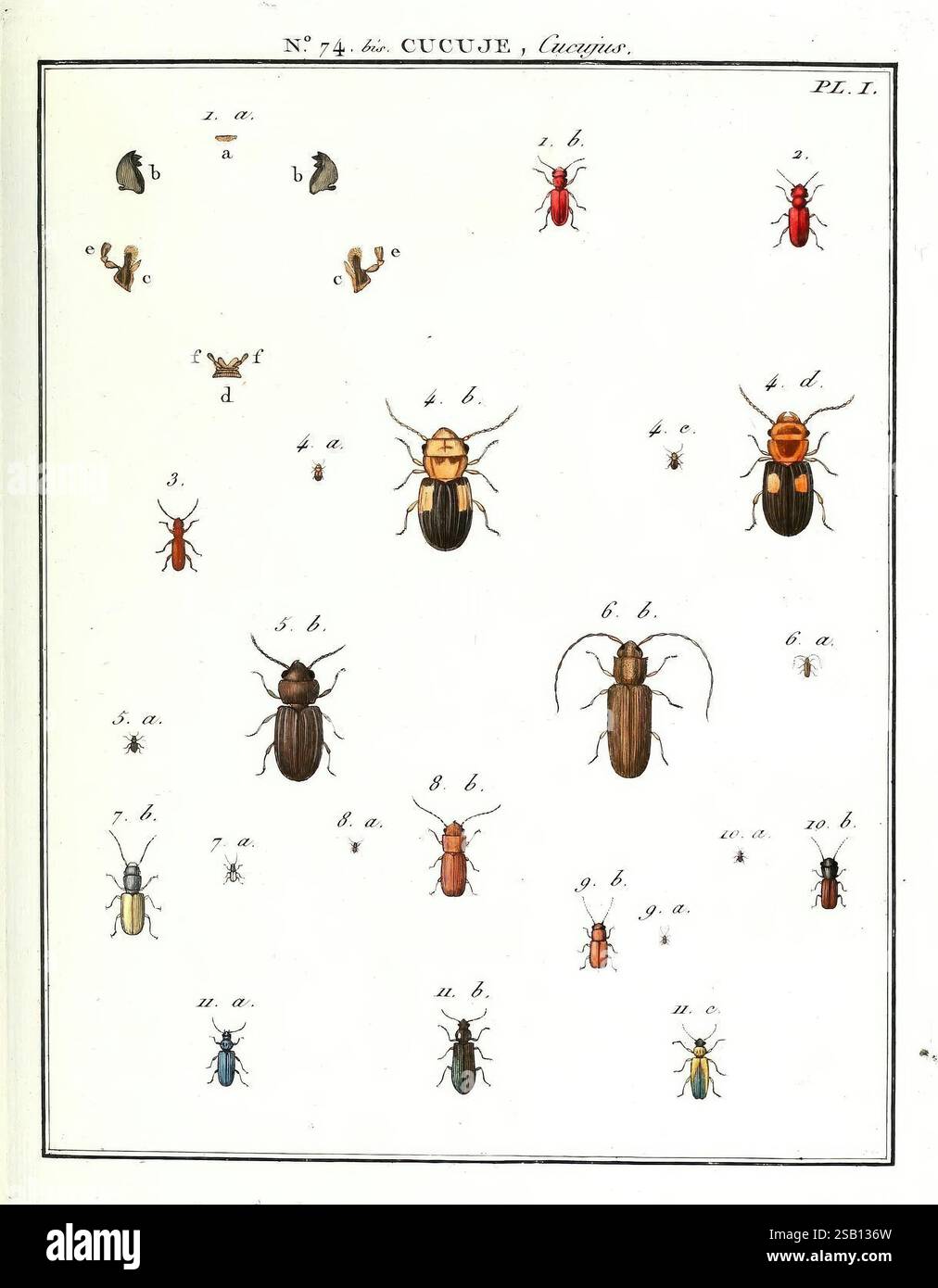 Unique characteristics across different species hi-res stock ...