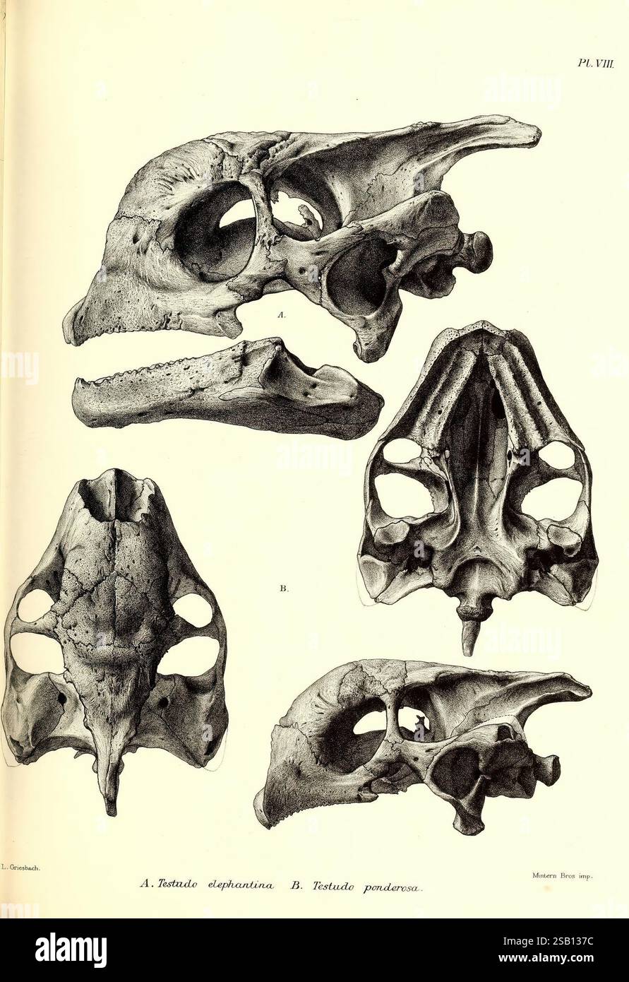The, gigantic, land-tortoises, living, and, extinct, in, the ...