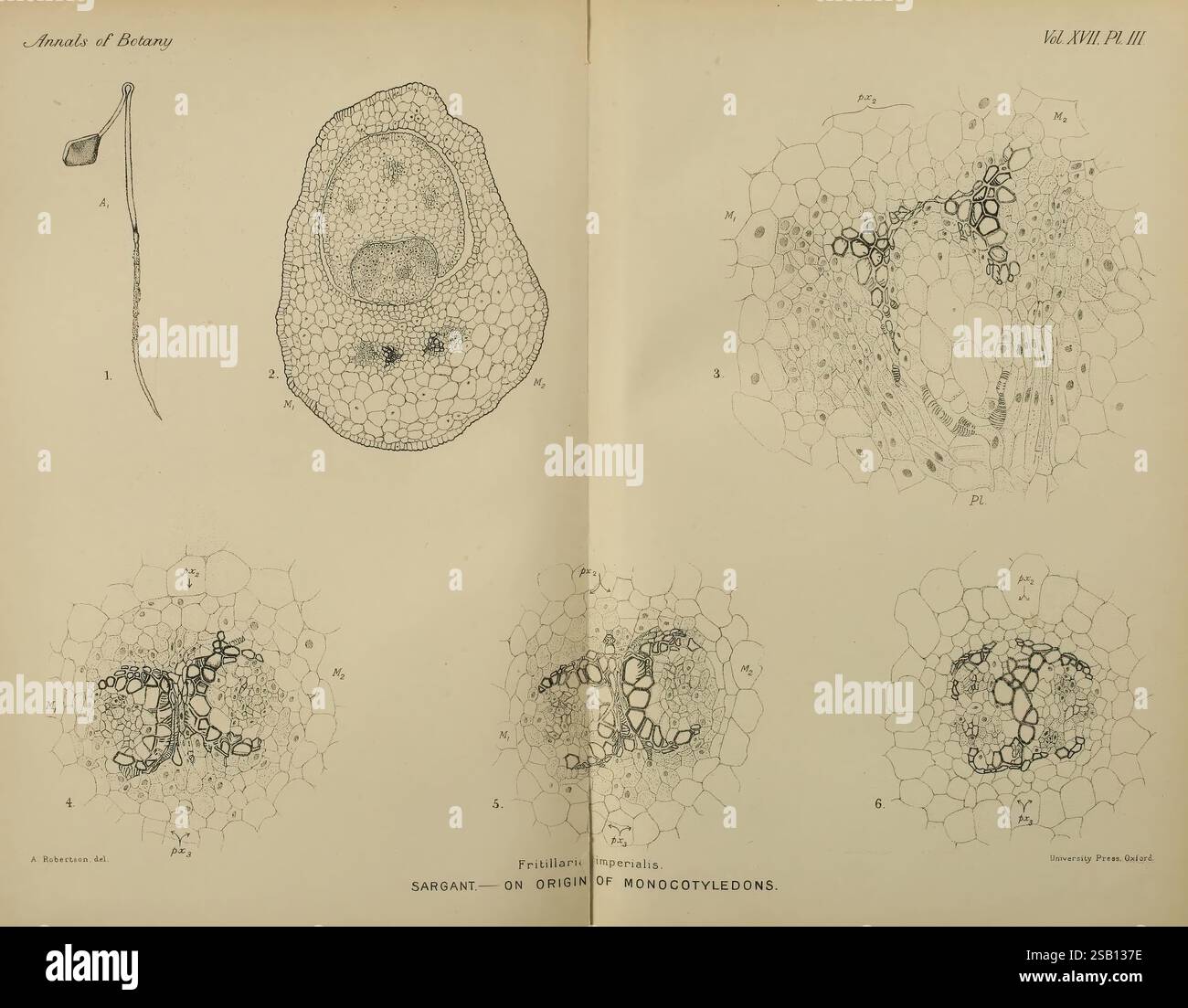 Annals of botany London botany periodicals plants, This illustration ...