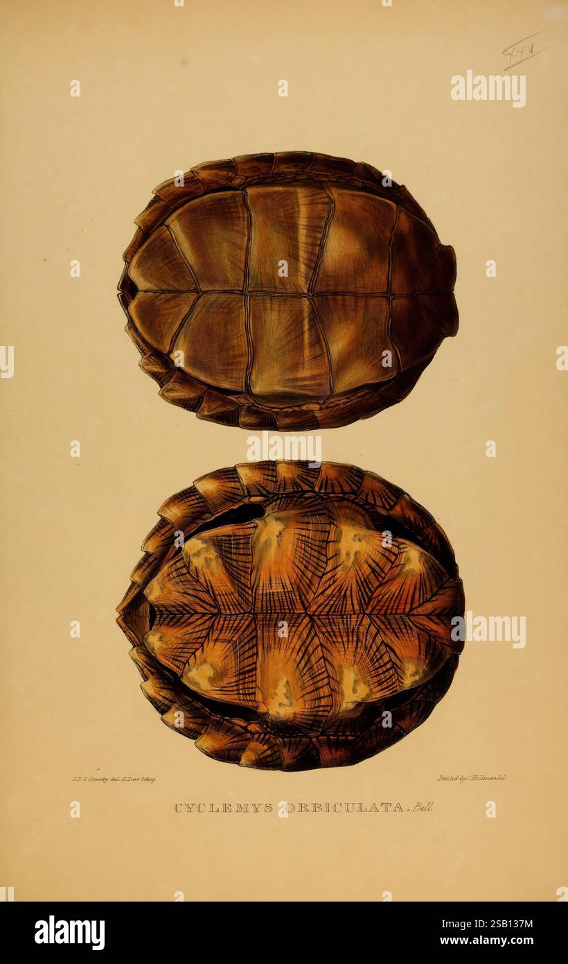 Turtle shell top view hi-res stock photography and images - Alamy