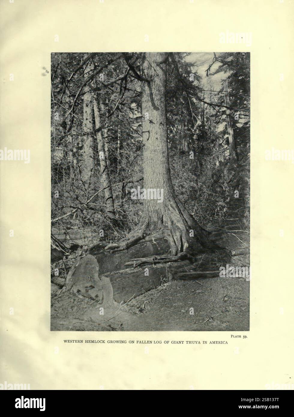 Shadowy trees creating hi-res stock photography and images - Alamy