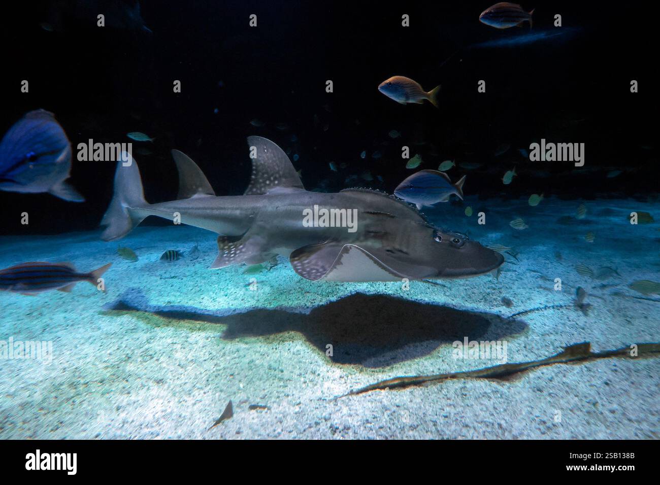 A Sand shark underwater coming to you Stock Photo - Alamy