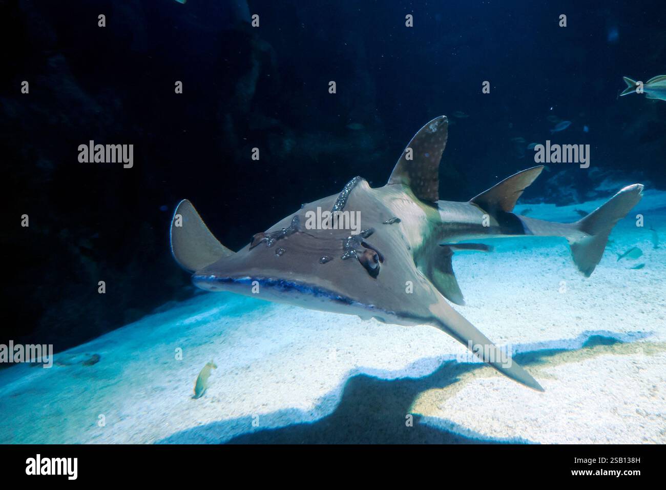 A Sand shark underwater coming to you Stock Photo - Alamy