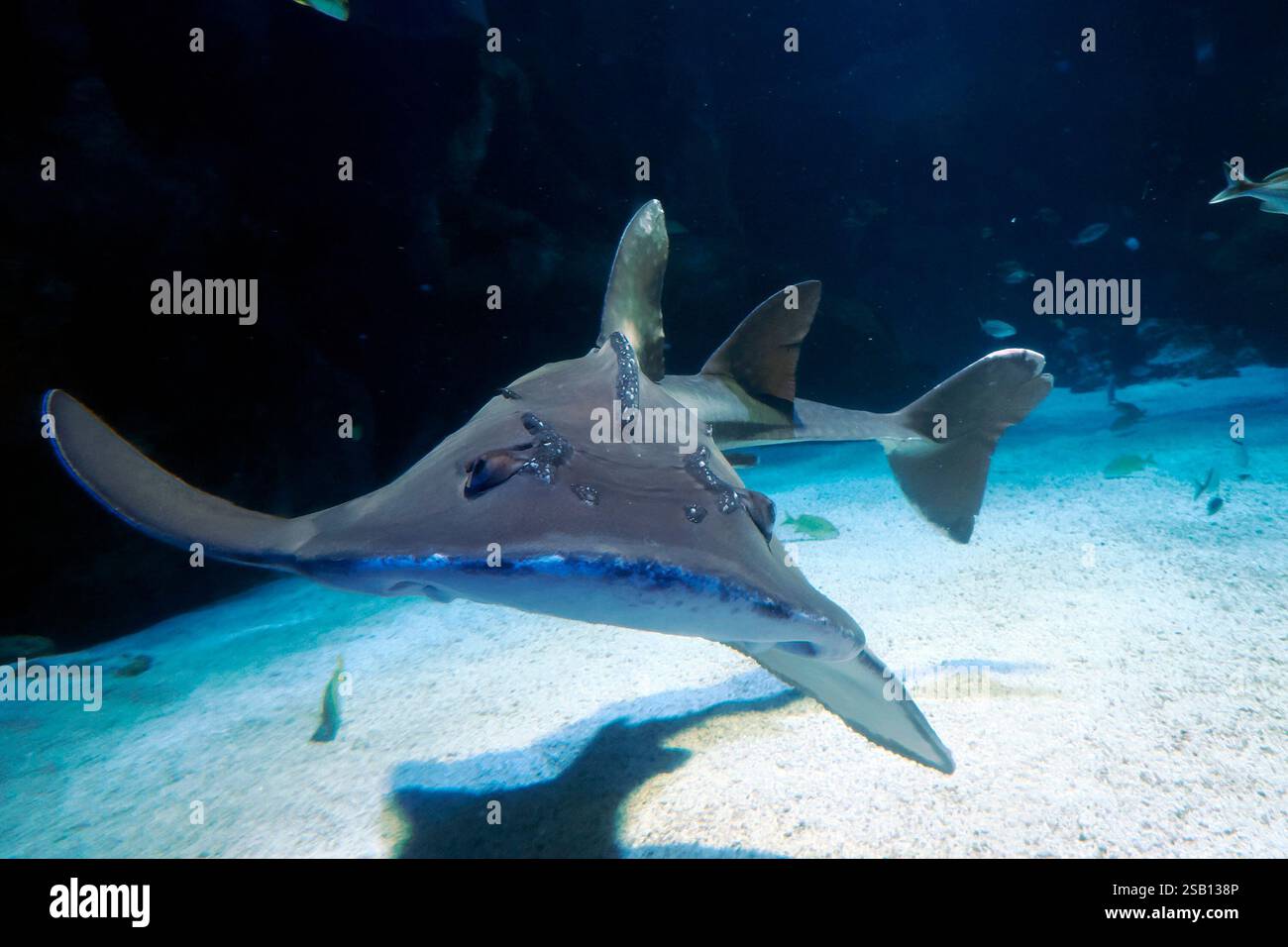 A Sand shark underwater coming to you Stock Photo - Alamy