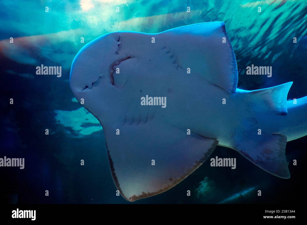 A Sand shark underwater coming to you Stock Photo - Alamy