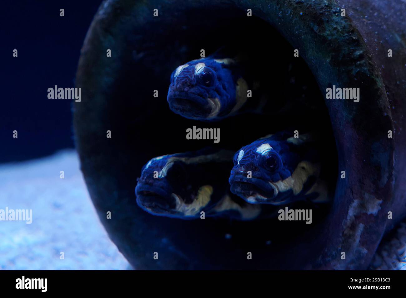 Engineer goby pholidichthys leucotaenia hi-res stock photography and ...