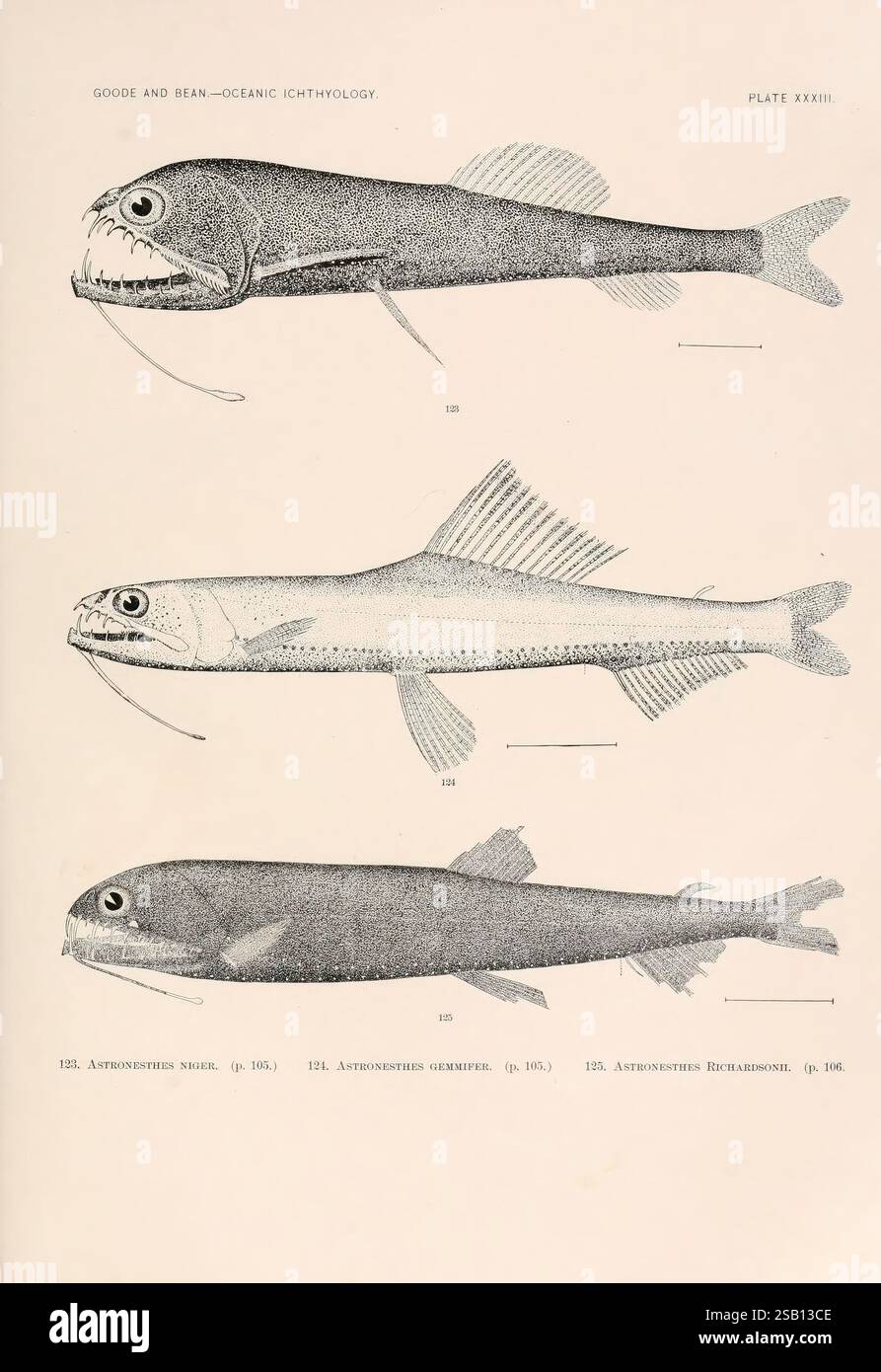 Oceanic, Ichthyology, v.22, Atlas, Cambridge, U.S.A, 1896, Atlantic ...
