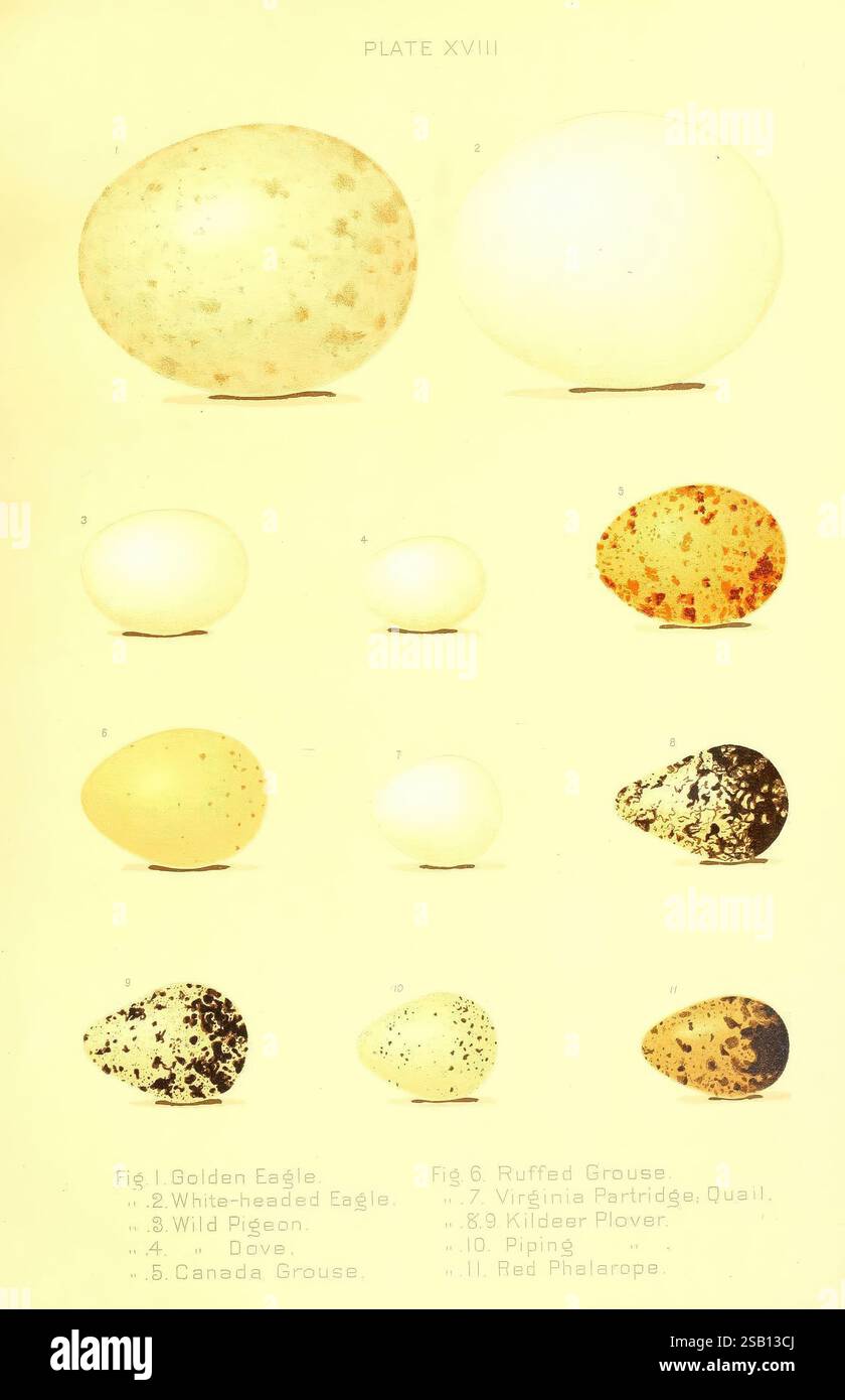 Kildeer egg hi-res stock photography and images - Alamy