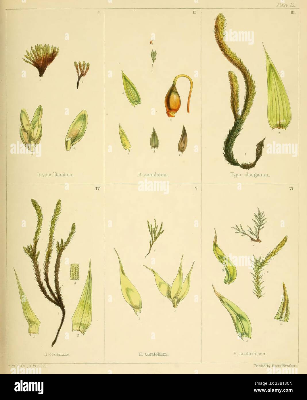 Hypnum scabrifolium hi-res stock photography and images - Alamy