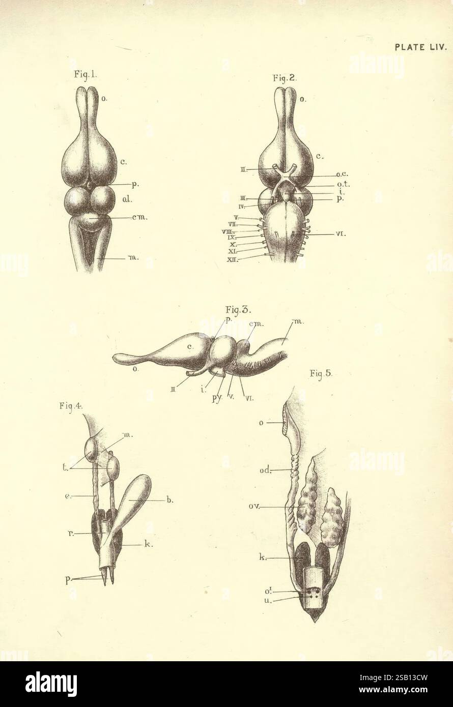 Illustrations of zoology: invertebrates & vertebrates, Edinburgh, Y.J ...