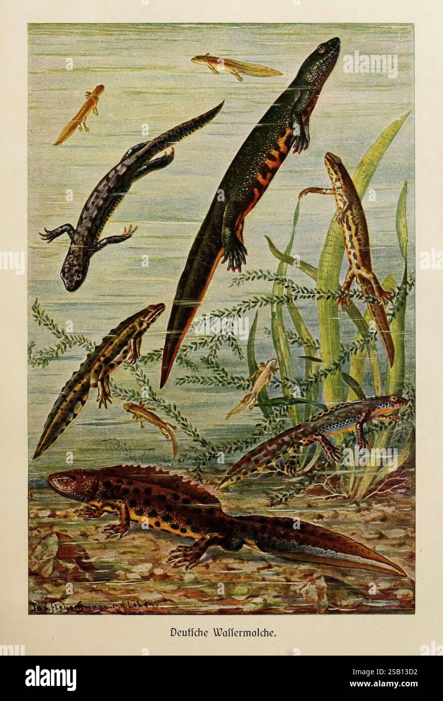 Creature displays unique markings hi-res stock photography and images ...