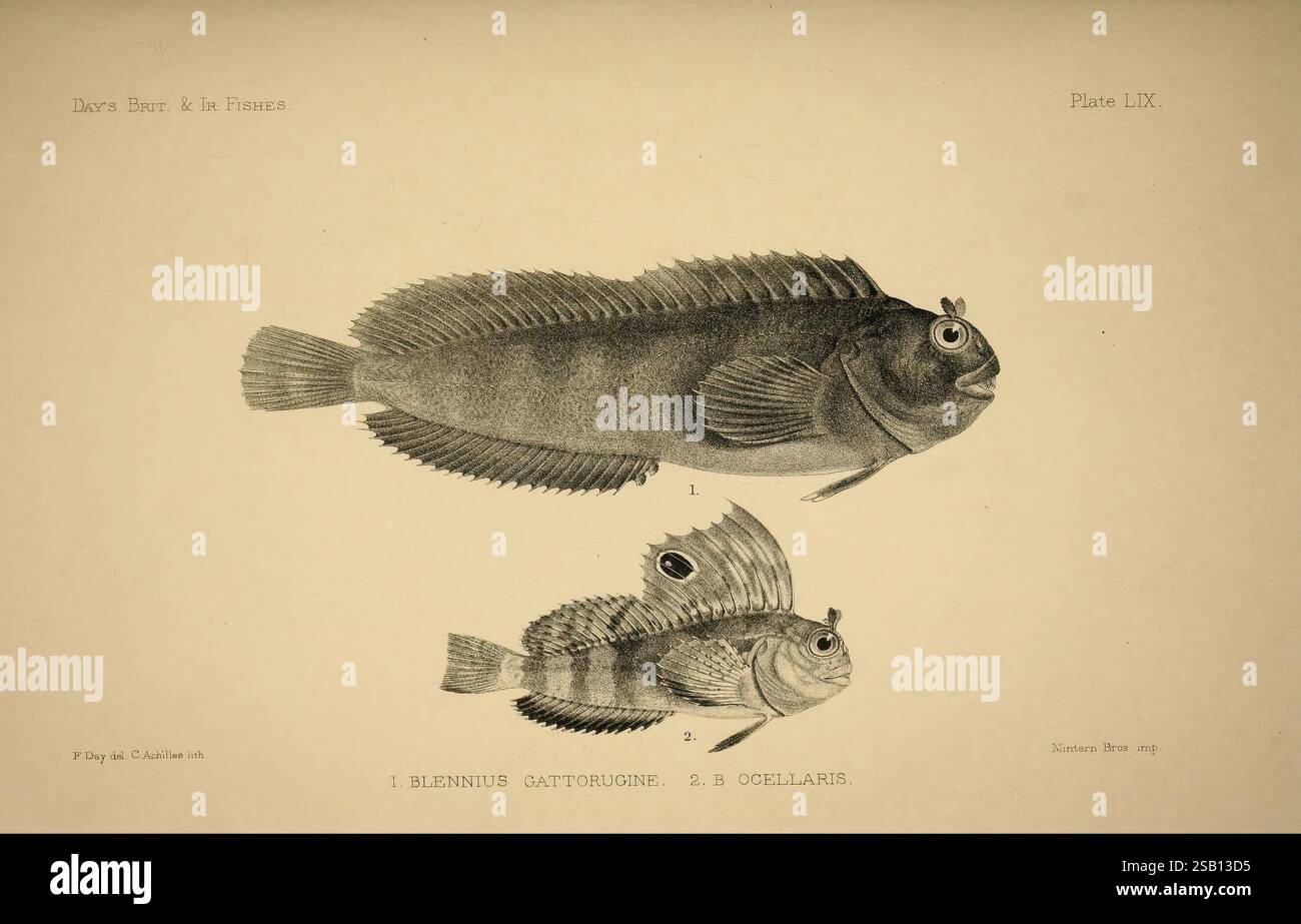 The, fishes, of, Great Britain, and, Ireland, Edinburgh, Williams, and ...