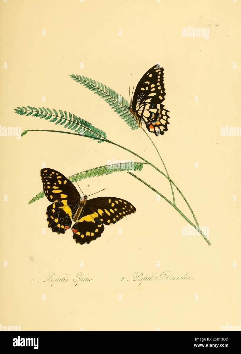 Natural history of the insects of China, 1842, China, insects ...