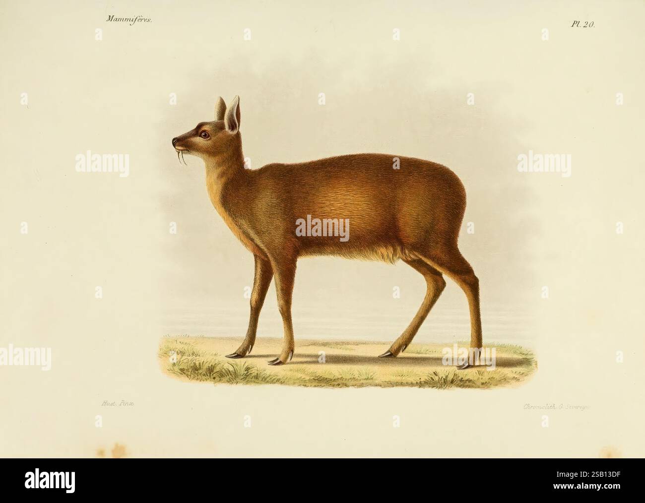 Muntjacs natural habitat hi-res stock photography and images - Alamy