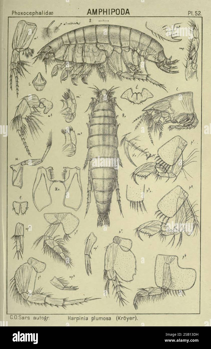 An account of the Crustacea of Norway. v.1 Amphipoda (plates ...