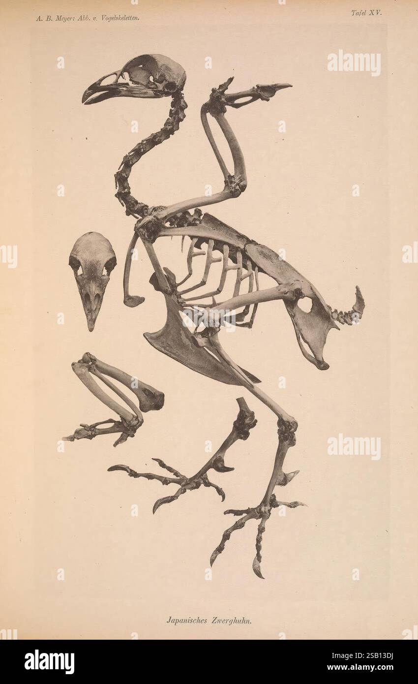 Unique anatomical features typical of avian species hi-res stock ...