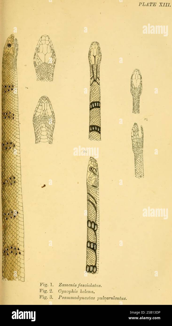 Indian snakes, Madras, Higginbotham, 1874, China, India, Snakes, South ...