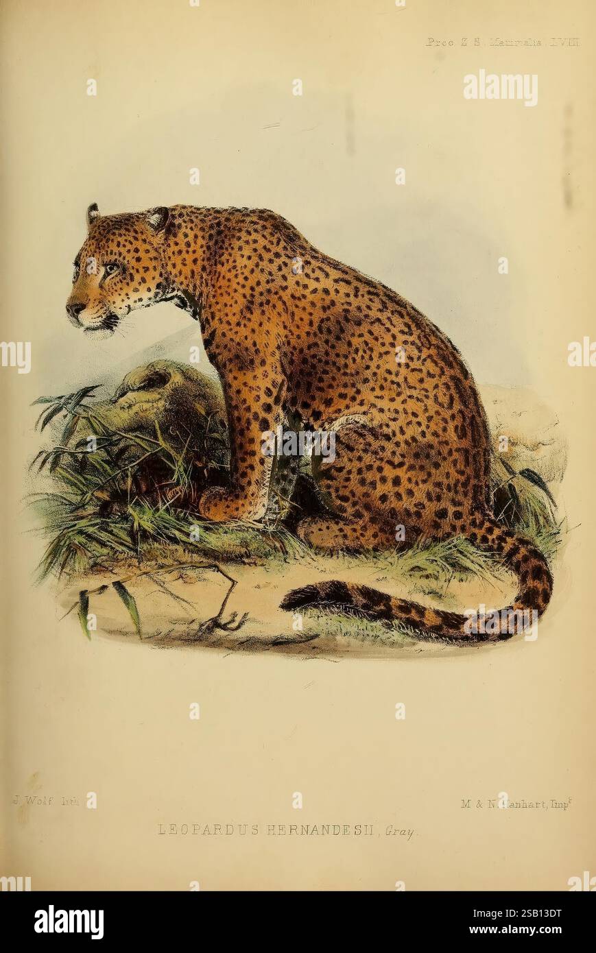 1833 1965 periodicals zoology panthera hi-res stock photography and ...