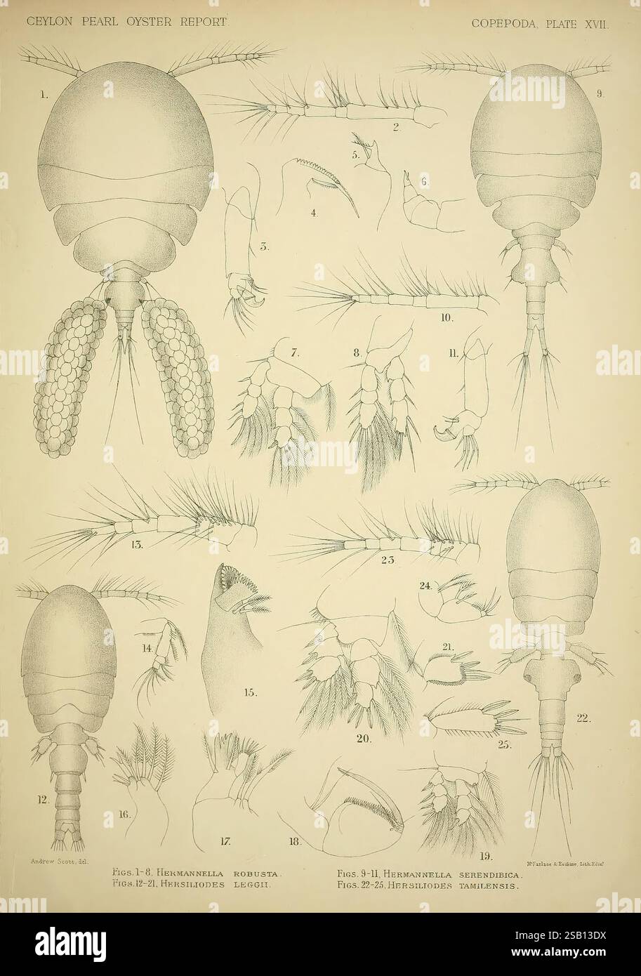 Report of the Copepoda collected by Professor Herdman, at Ceylon, in ...