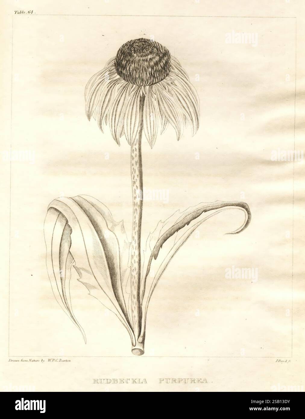 Veined leaves gracefully extend hi-res stock photography and images - Alamy