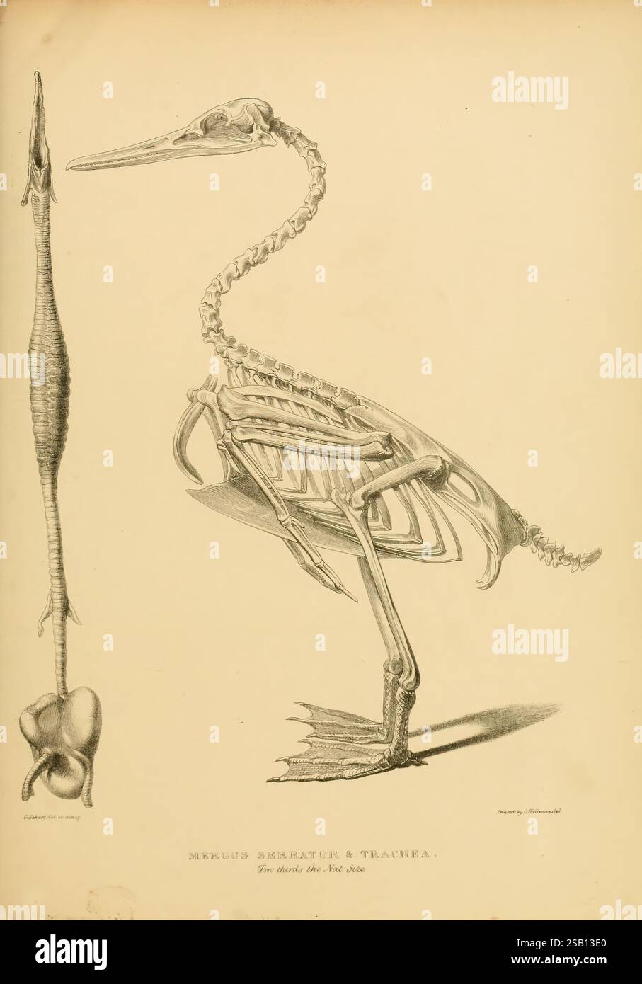 A monograph on the Anatidae, or duck tribe, London, Longman, Orme ...