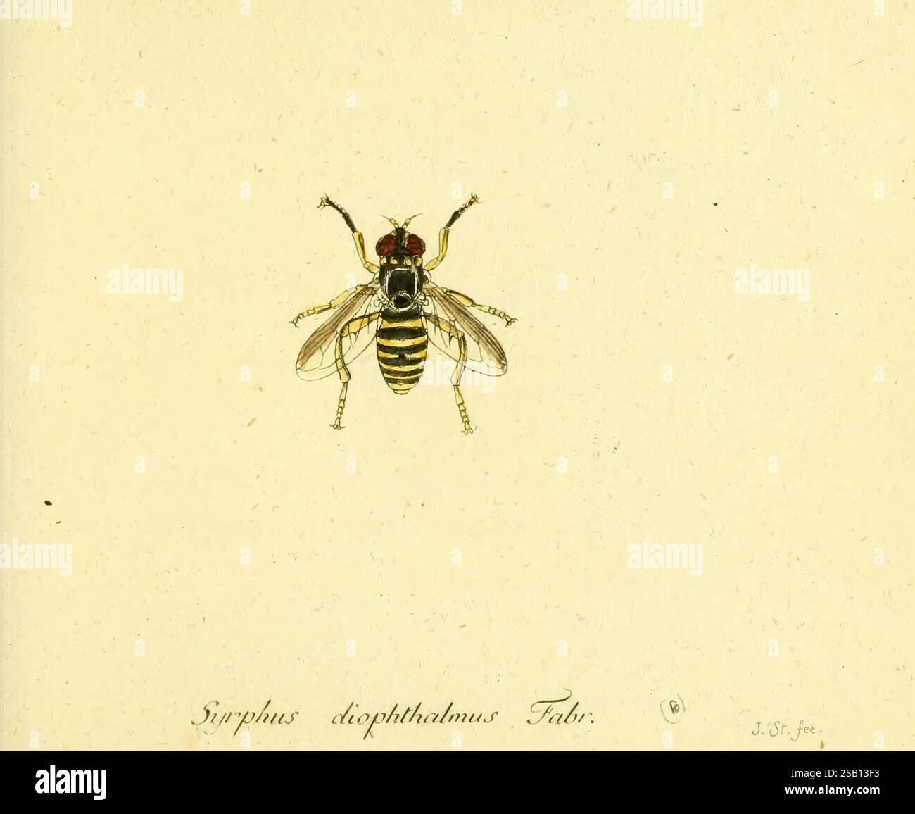 1805 germany diptera pictorial hi-res stock photography and images - Alamy