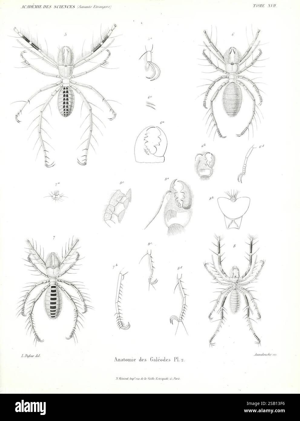 Various spider anatomy hi-res stock photography and images - Alamy