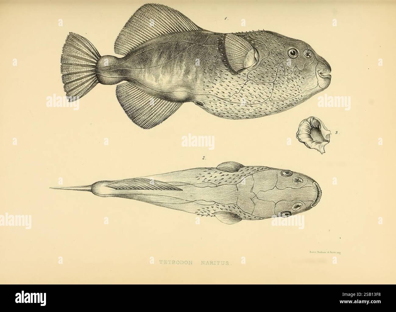 The Zoology of the voyage of H.M.S. Samarang, under the command of ...