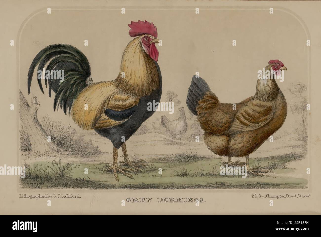 Roosters tail feathers fan hi-res stock photography and images - Alamy