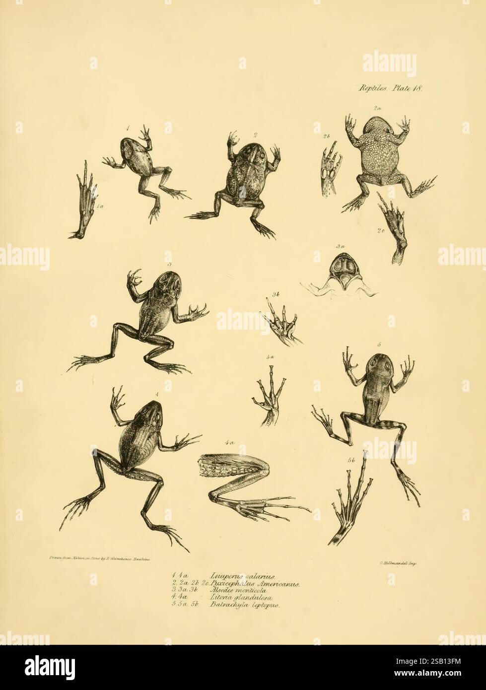 Frogs anatomical features hi-res stock photography and images - Alamy