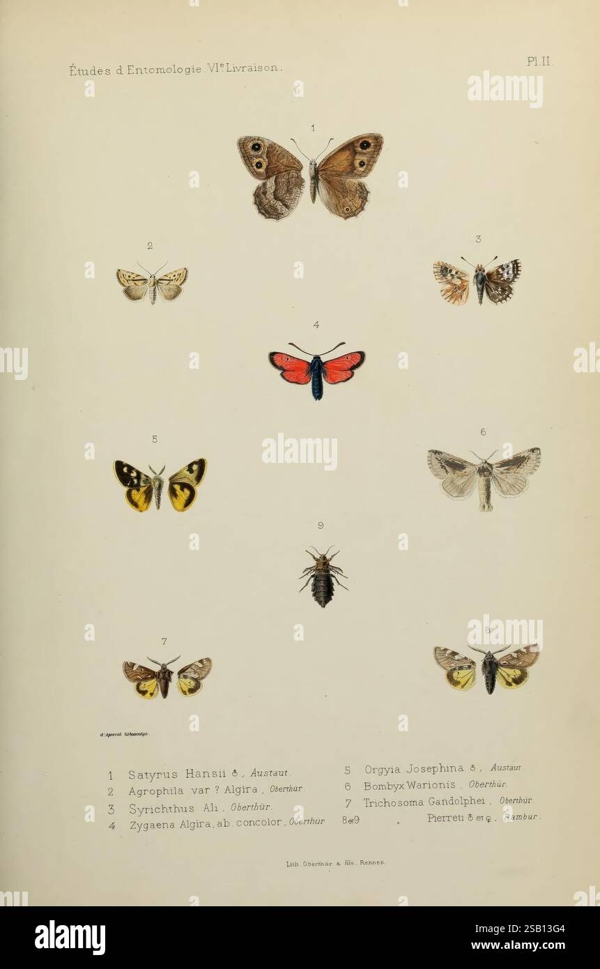 Second row presents additional insects hi-res stock photography and ...