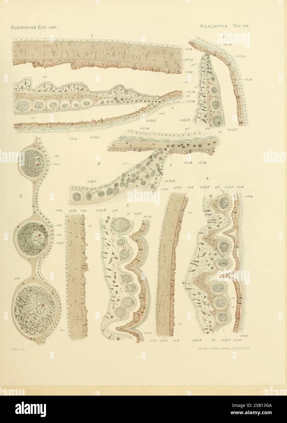 Central bell shaped bodies hi-res stock photography and images - Alamy