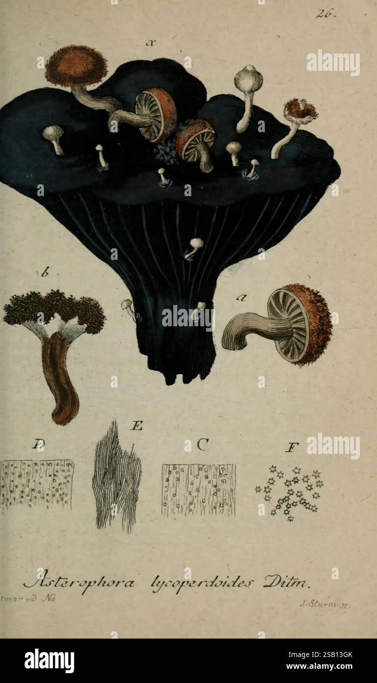 Another fungal structure hi-res stock photography and images - Alamy