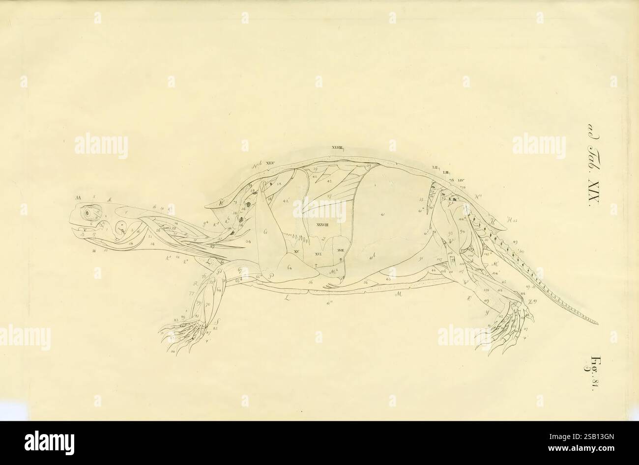 Turtle organs diagram hi-res stock photography and images - Alamy