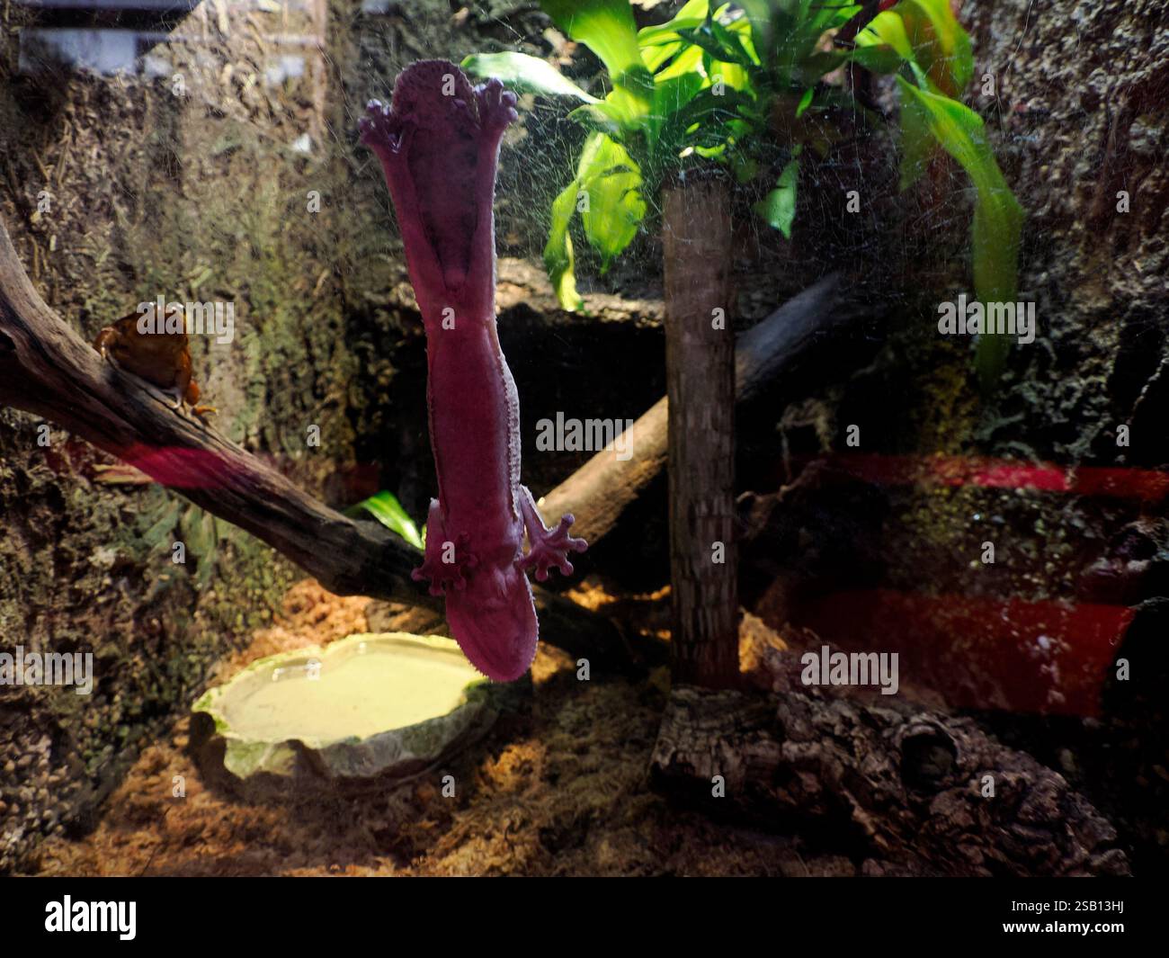 Toes of gecko lizards hi-res stock photography and images - Alamy