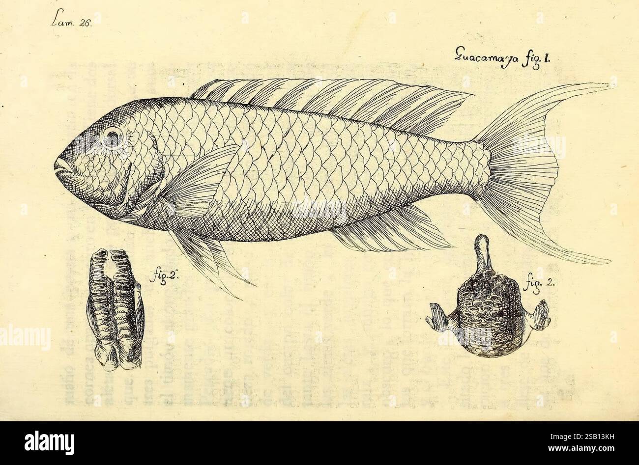 Additional illustrations of anatomical details hi-res stock photography ...