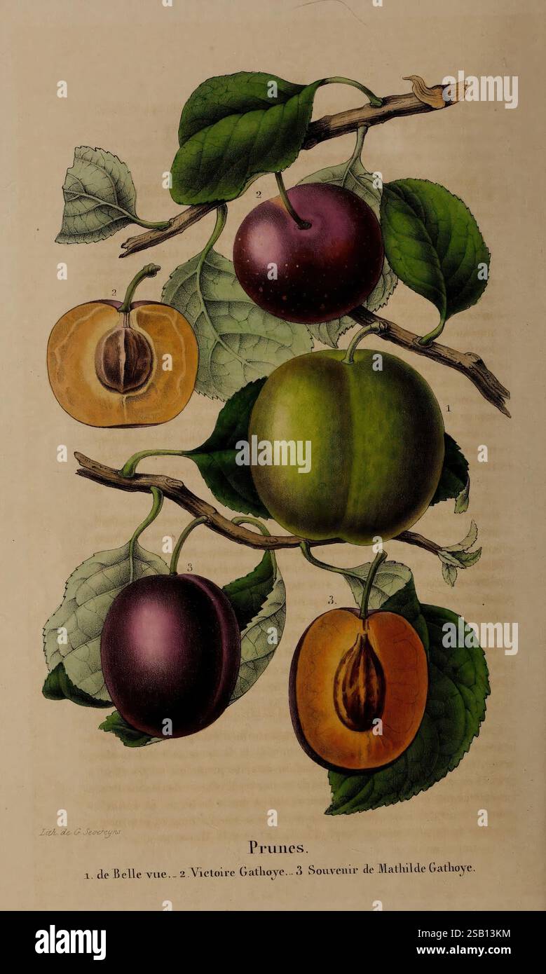 Round plum labeled hi-res stock photography and images - Alamy