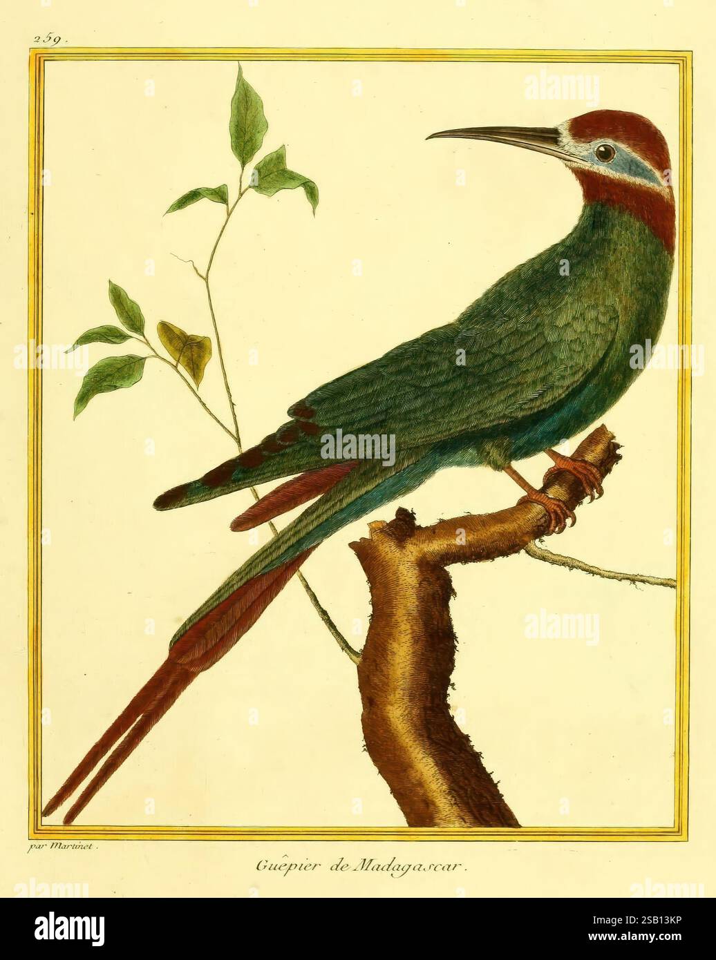 Essence of madagascars rich biodiversity hi-res stock photography and ...